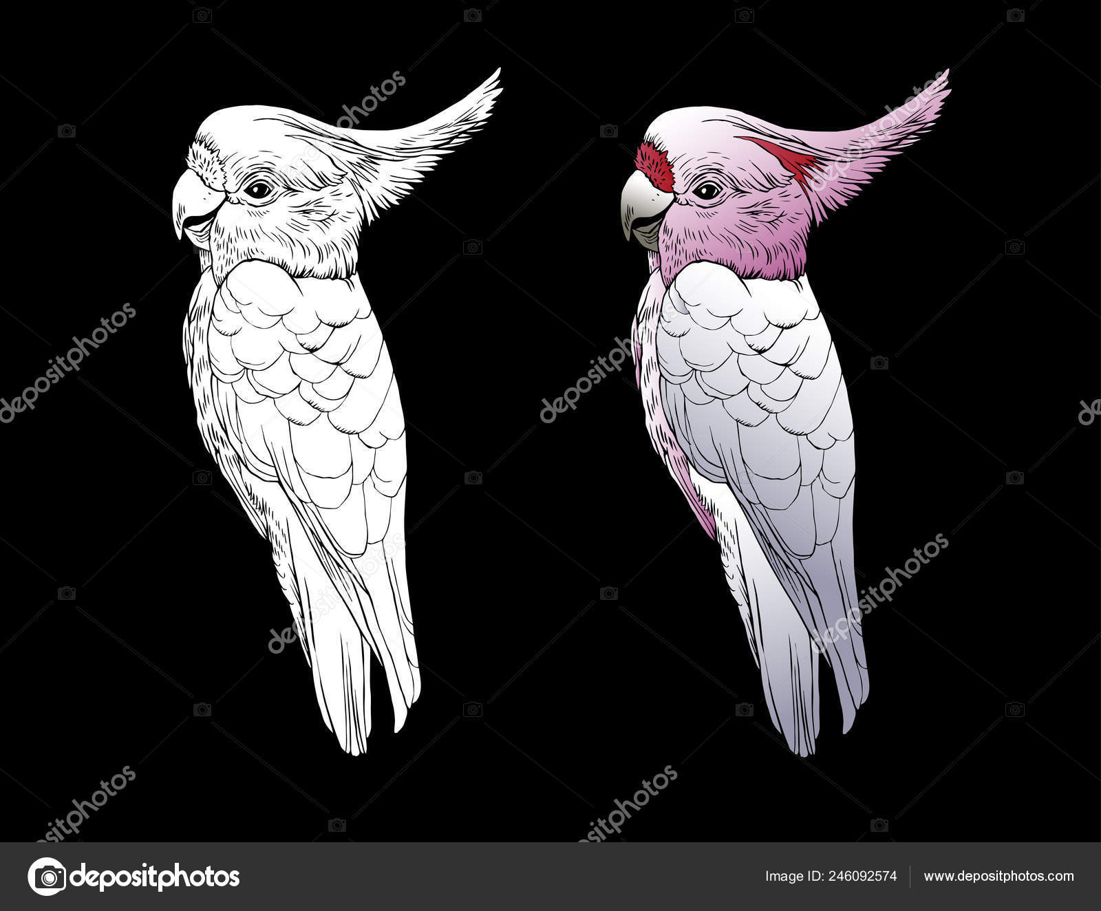 Vector Illustration Two Parrots Black Background Stock Vector Image by ...