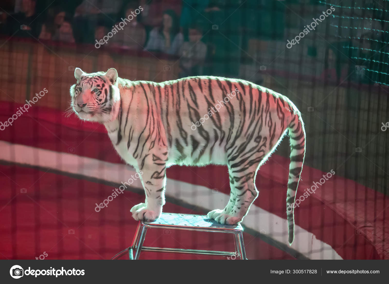 Circus White Tigers