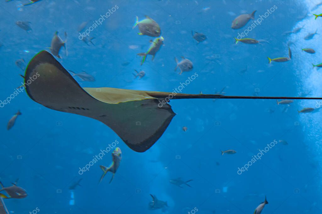 Sting Ray nadando bajo el agua. La raya de cola corta (Bathytoshia ...