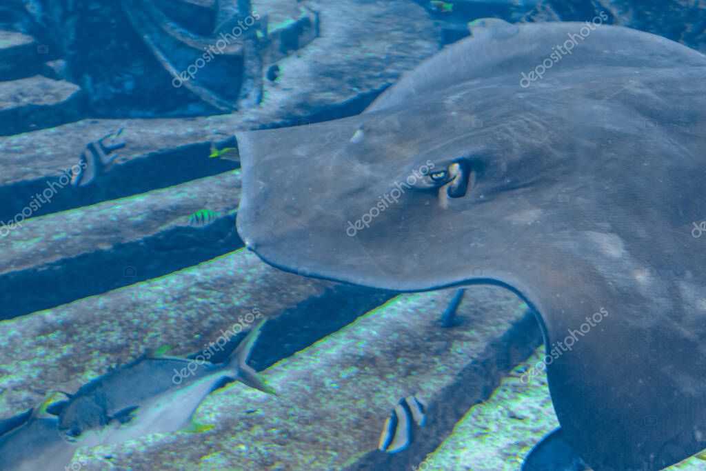 Sting Ray nadando bajo el agua. La raya de cola corta (Bathytoshia ...