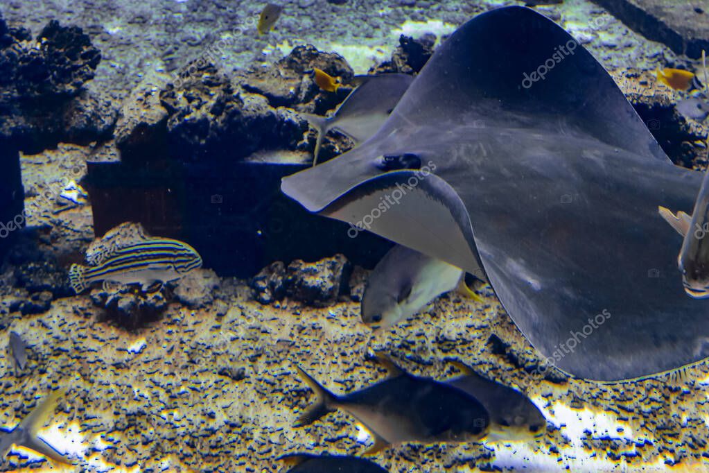 Sting Ray nadando bajo el agua. La raya de cola corta (Bathytoshia ...
