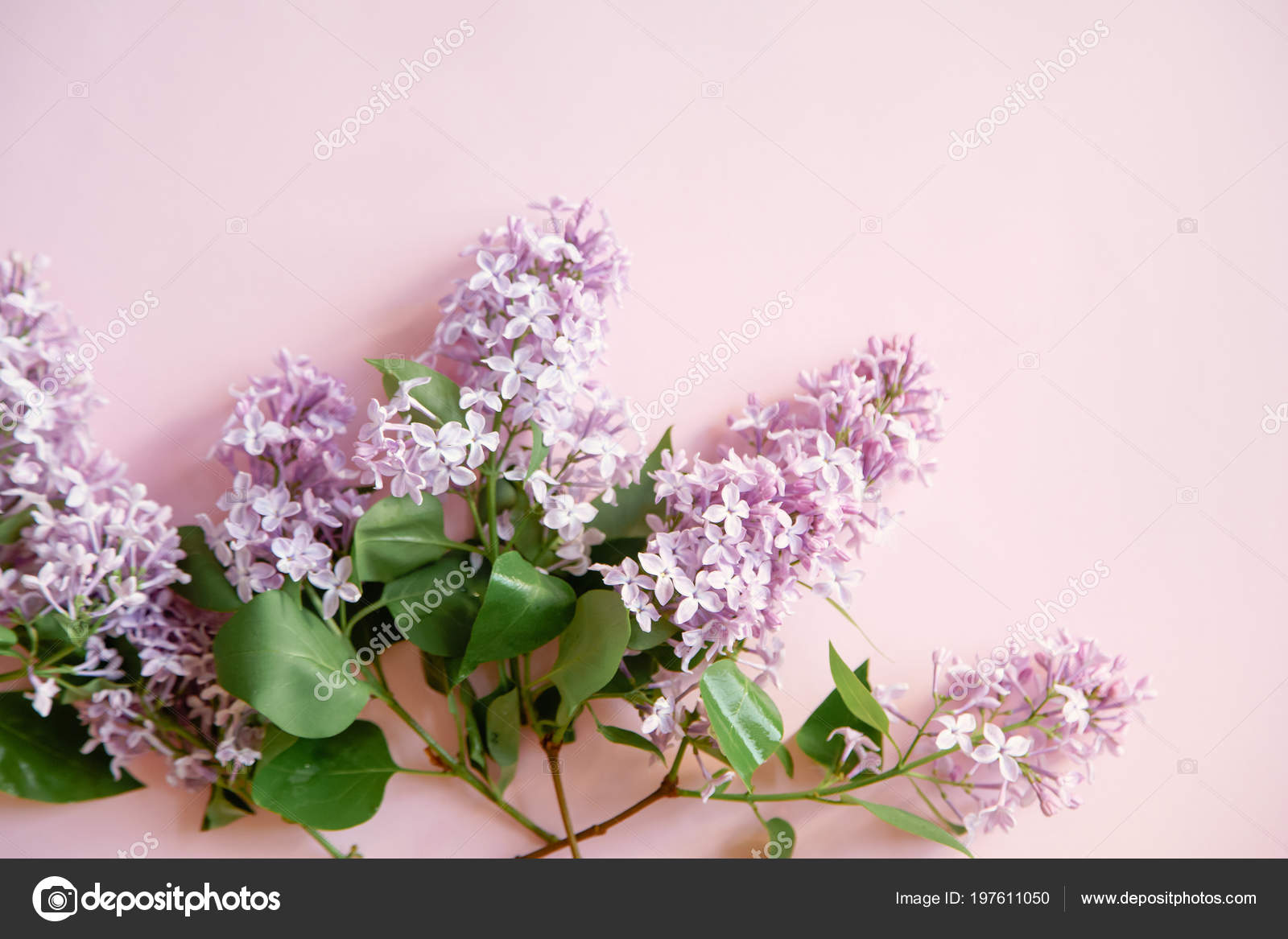Beautiful Lilac Flowers Pink Background Concept Female Blogger ...