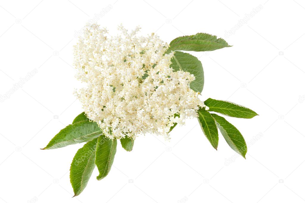 hermosa flor flor de saúco, (Sambucus nigra) aislado sobre un fondo ...