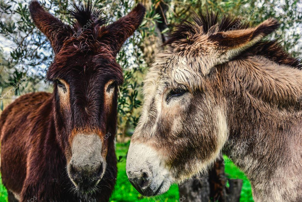 Dos burros en el campo en primavera. Cerdeña, Italia 2022