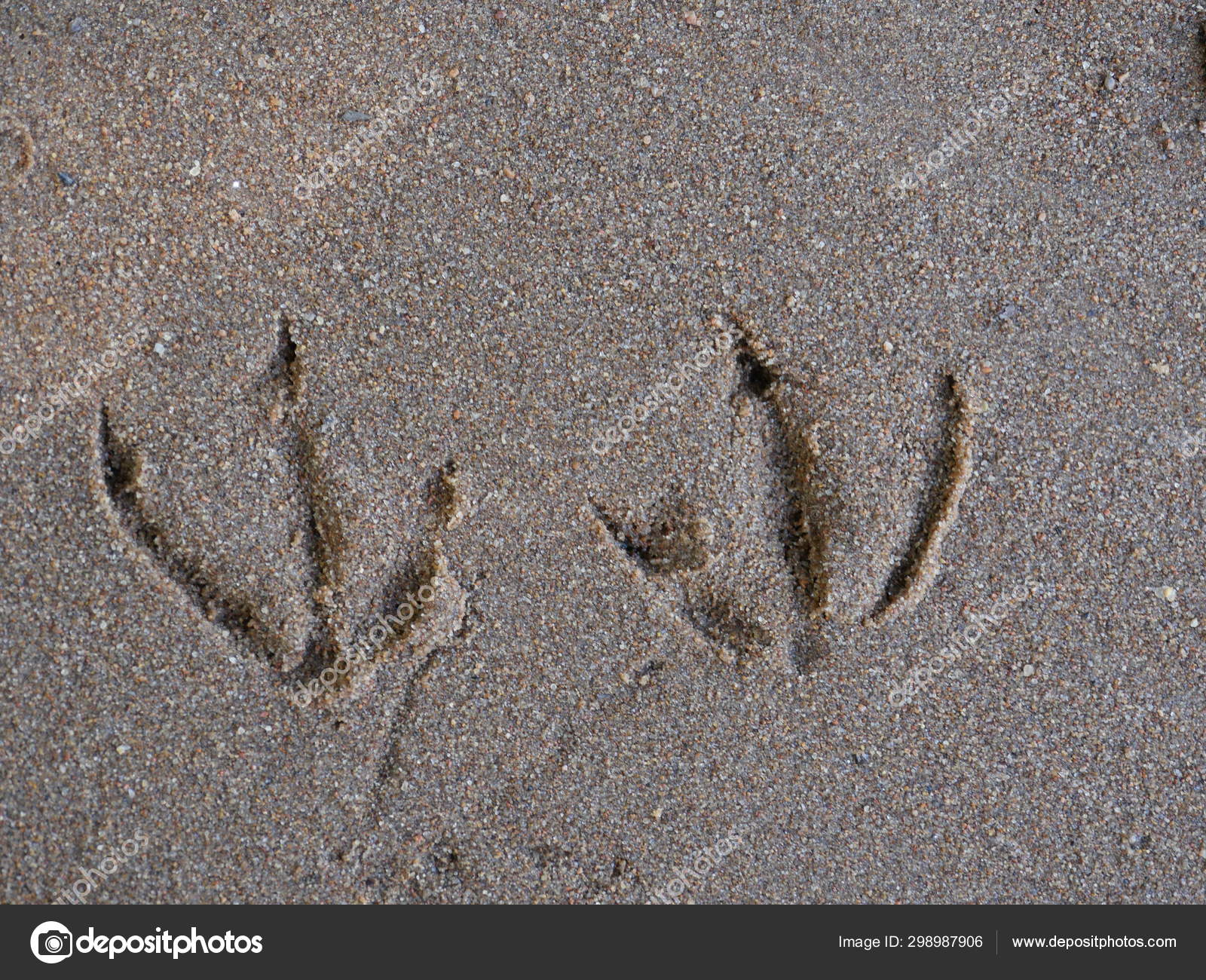Duck Footprints