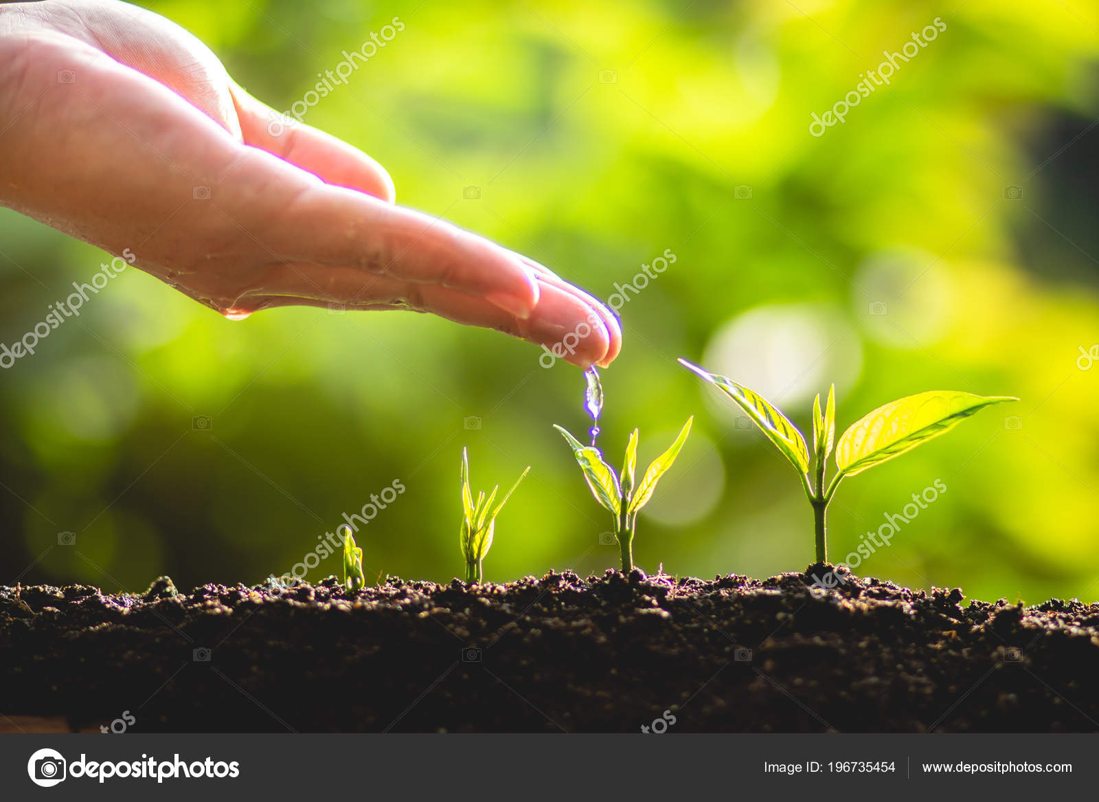 Plant Tree Growing Tree Care Tree Hands Watering Trees Nature Stock ...