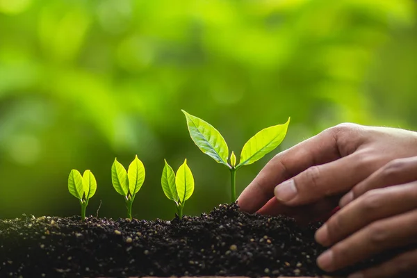 Leadership tree Stock Photos, Royalty Free Leadership tree Images ...