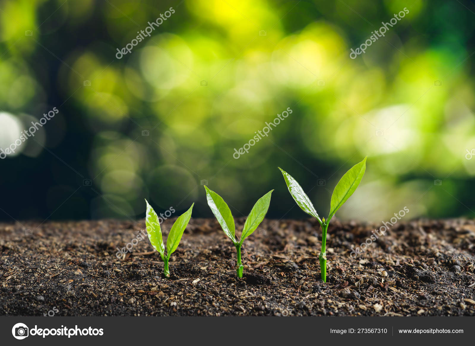 Tree Growth Three Steps Nature Beautiful Bokeh Stock Photo by ...