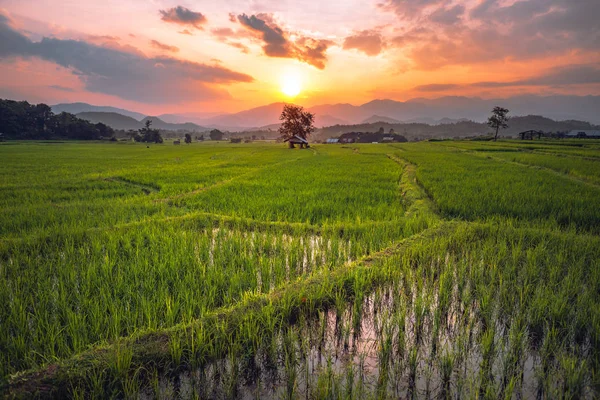 Rice field sunset Stock Photos, Royalty Free Rice field sunset Images ...