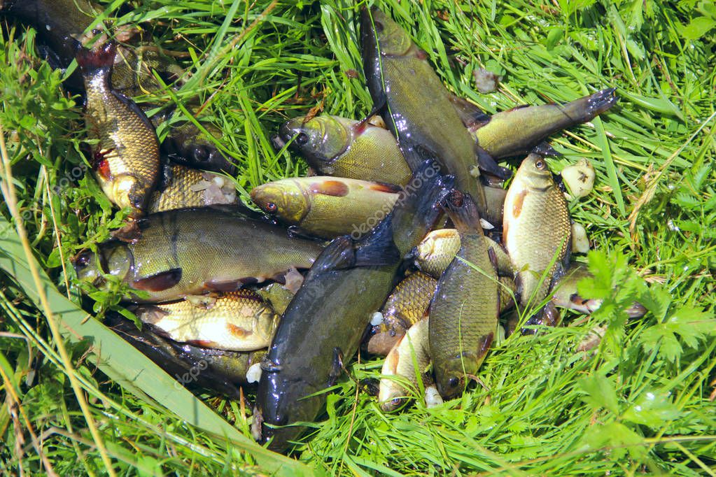 Atrapados tench y crucianos en la hierba verde. Pesca exitosa. Una rica ...