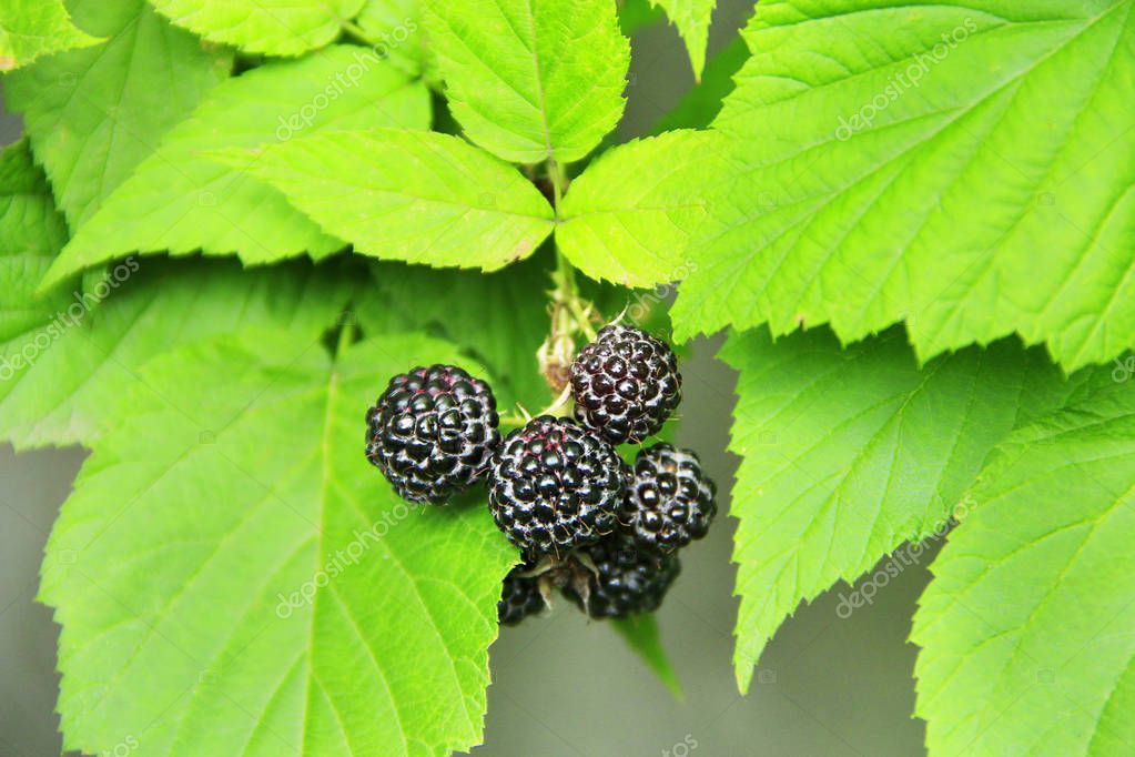 Las bayas de frambuesa negra cuelgan de los arbustos. Rubus ...
