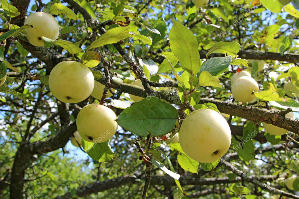 Manzanas maduras cuelgan de un árbol en el jardín. Rica cosecha de ...