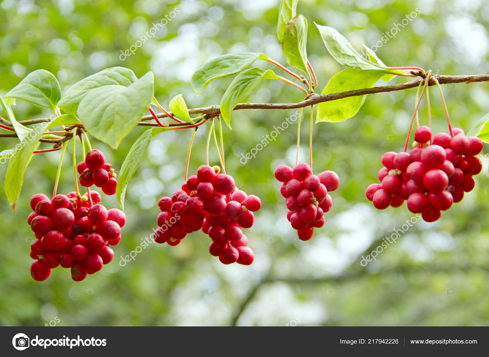 Red Schisandra Clusters Ripe Schizandra Crop Useful Plant Red ...
