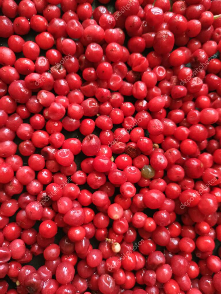 Cosecha de bayas de esquizandra sobre fondo negro. Schisandra roja en ...