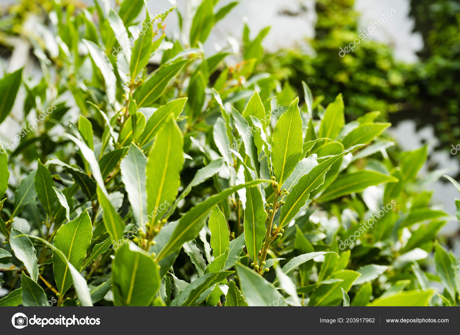 Laurel Laurus Nobilis Lauraceae Leaf Close Green Stock Photo by ...