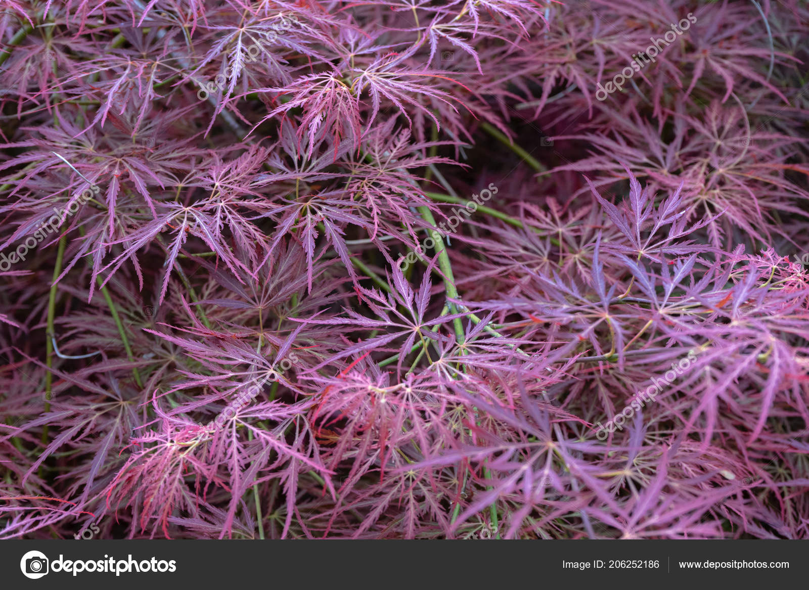 Pink purple maple leaf plant tree leaves close up background view ...