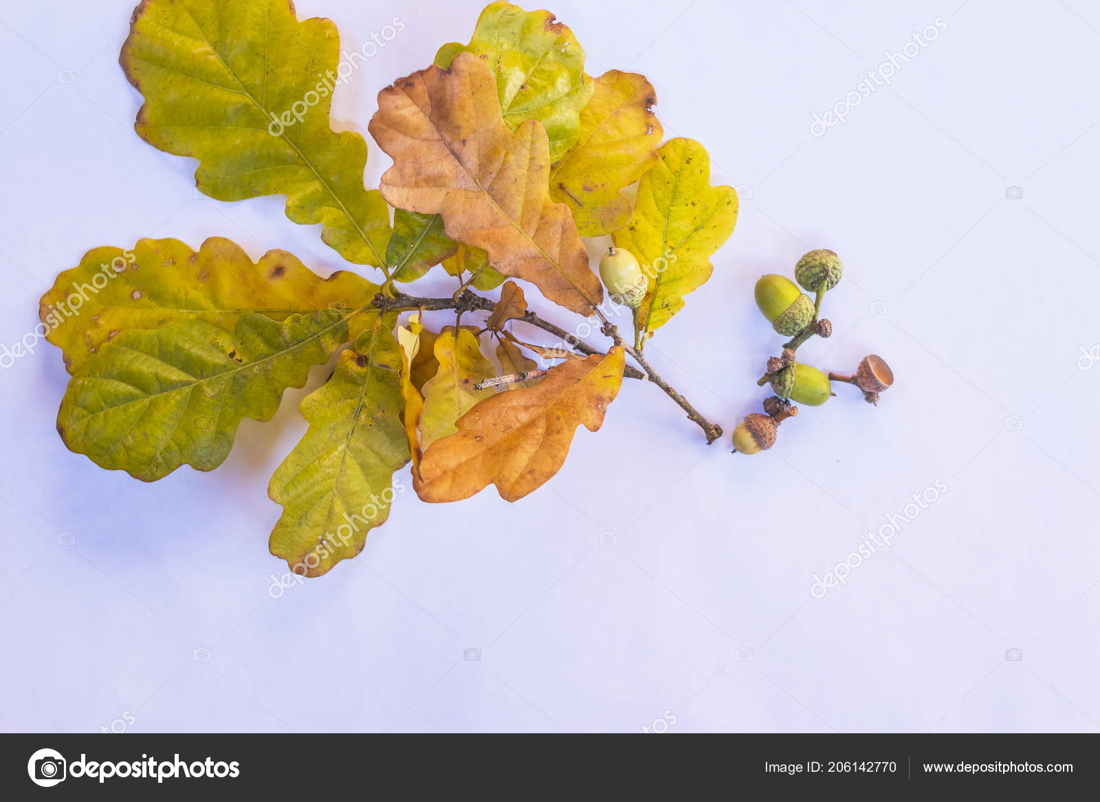 Oak branches with leaves and acorns on white background. Flat lay, top view.Oak leaves and ...
