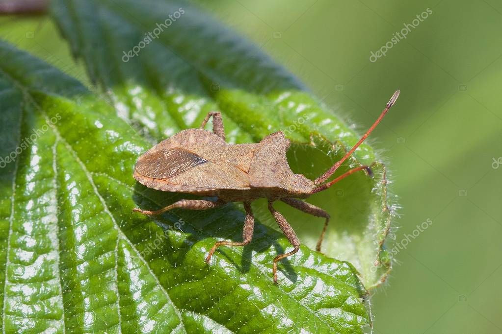 Dock Bug, Coreus marginatus, en una hoja en el sol de la mañana. 2022