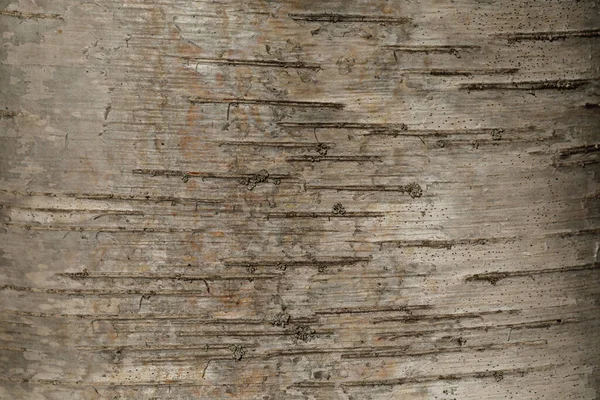 Birch seamless texture Stock Photos, Royalty Free Birch seamless ...