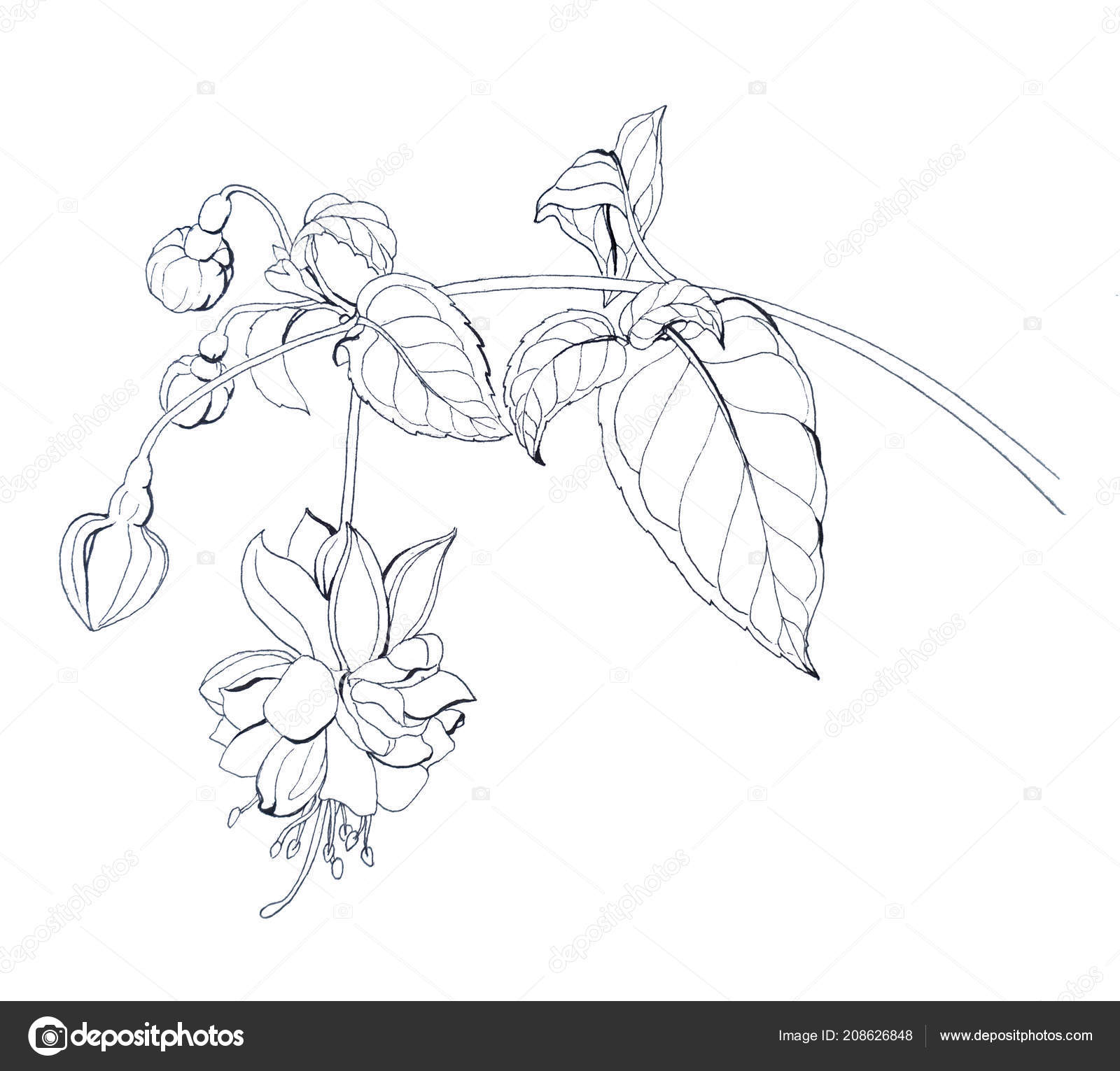 Fuschia Flower Drawing