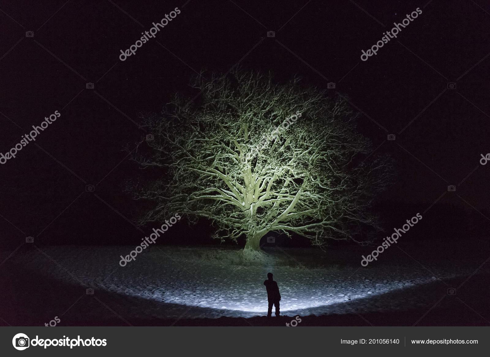 Man Standing Outdoors Night Tree Alley Shining Flashlight Beautiful ...