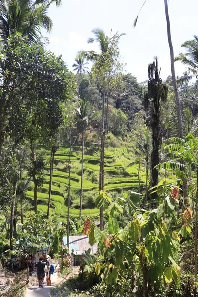 Bali sightseeing Stock Photos, Royalty Free Bali sightseeing Images ...