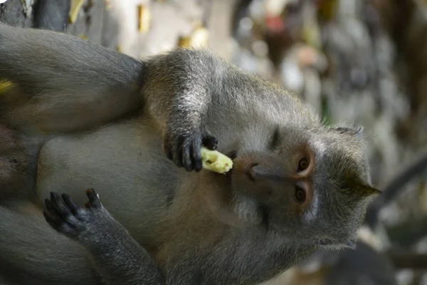 Fat monkeys eat Stock Photos, Royalty Free Fat monkeys eat Images ...