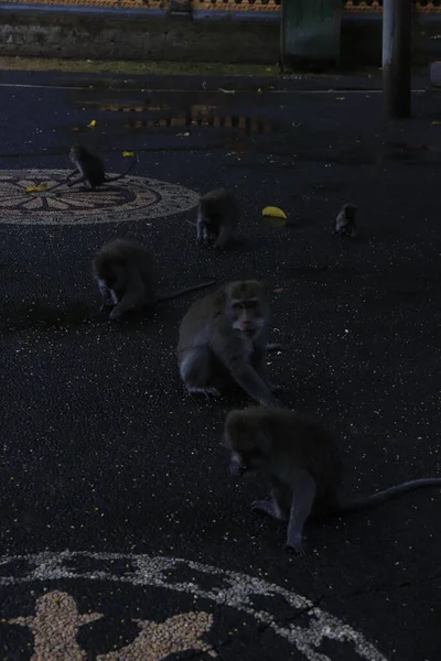 Monkey forest road images libres de droit, photos de Monkey forest road ...