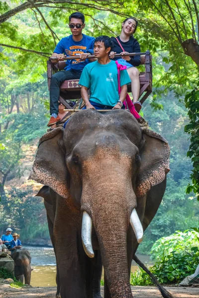 Olifant rijden in thailand Stock Photos, Royalty Free Olifant rijden in ...