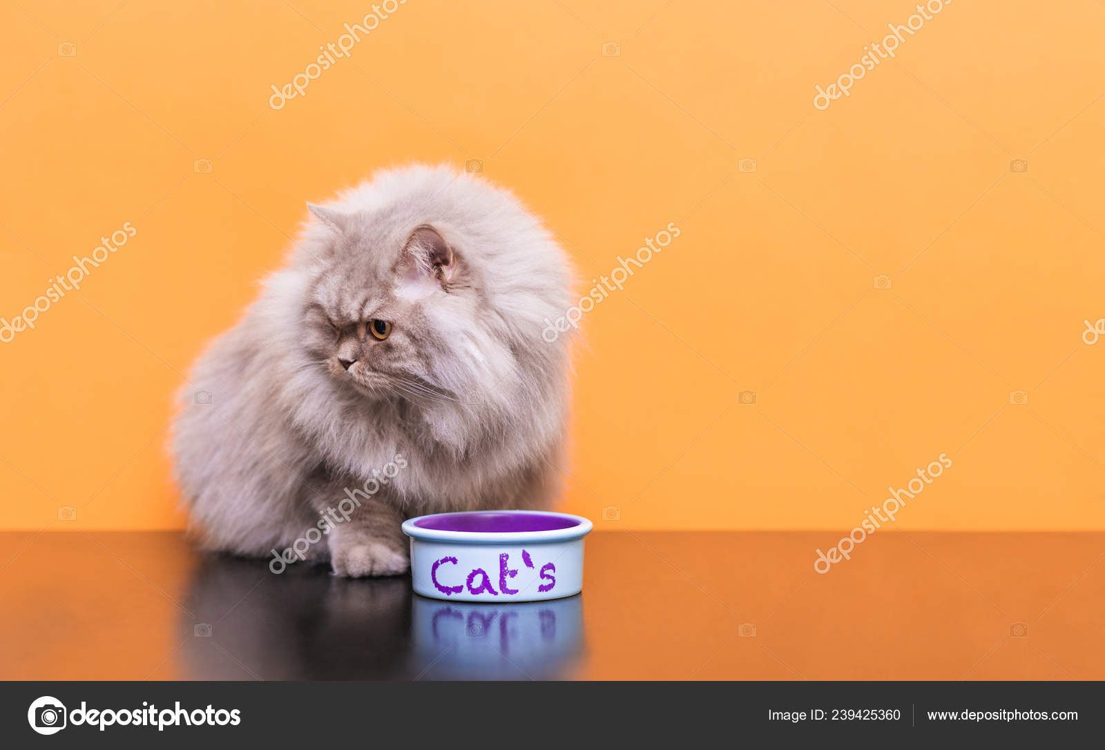 Portrait Fluffy Cat Eats Pet Food Orange Background Plate Food Stock ...