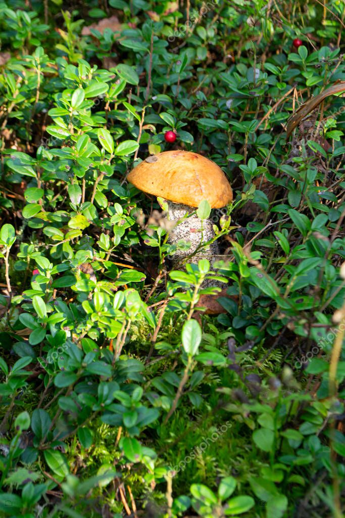 Seta comestible Boletus reticulatus en el bosque. Conocido como Summer ...