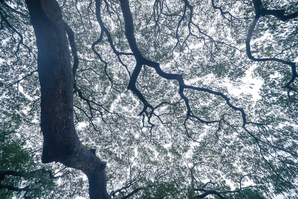 Giant green Samanea saman tree with branch in national park gard Stock ...