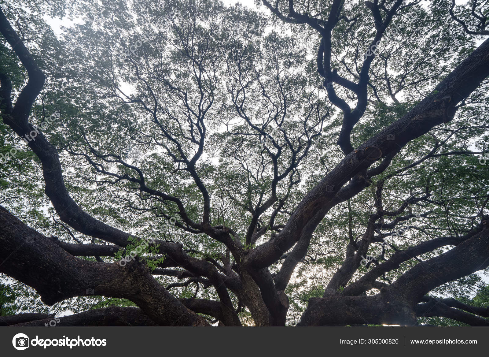 Giant green Samanea saman tree with branch in national park gard Stock ...