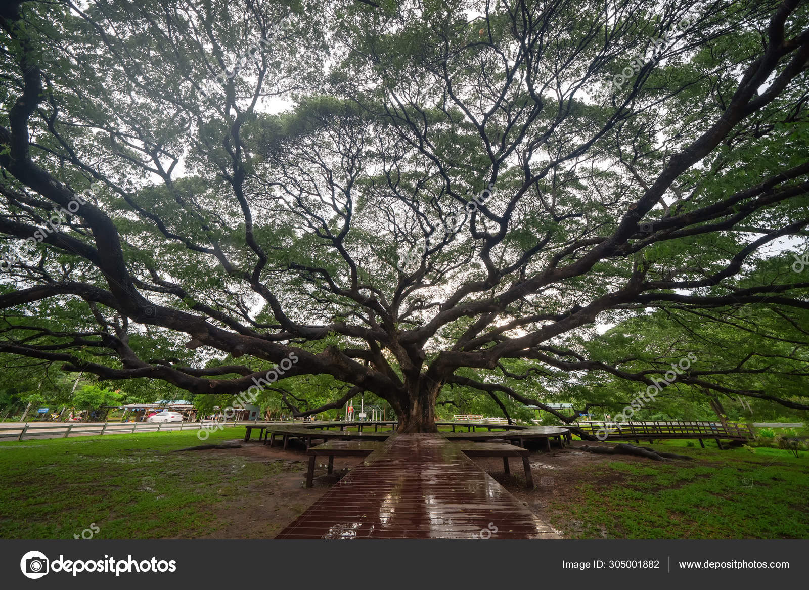 Giant green Samanea saman tree with branch in national park gard Stock ...