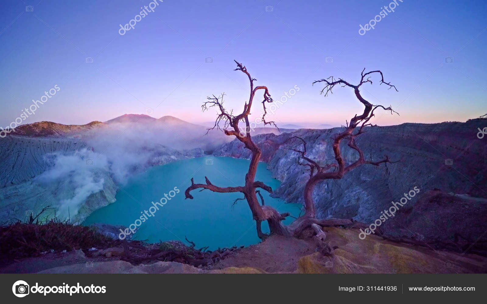 Deadwood leafless tree at Kawah Ijen volcano with turquoise sulf Stock ...