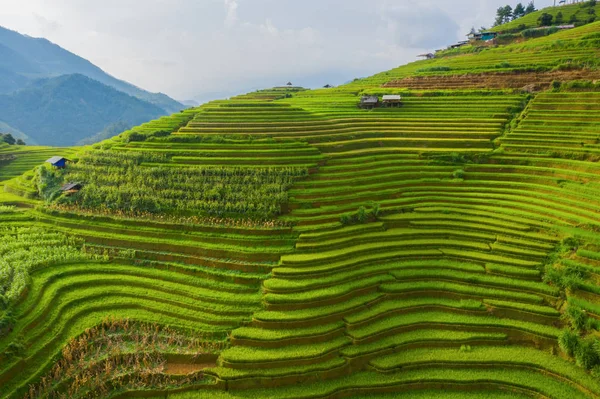 Aerial top view of paddy rice terraces, green agricultural field ...