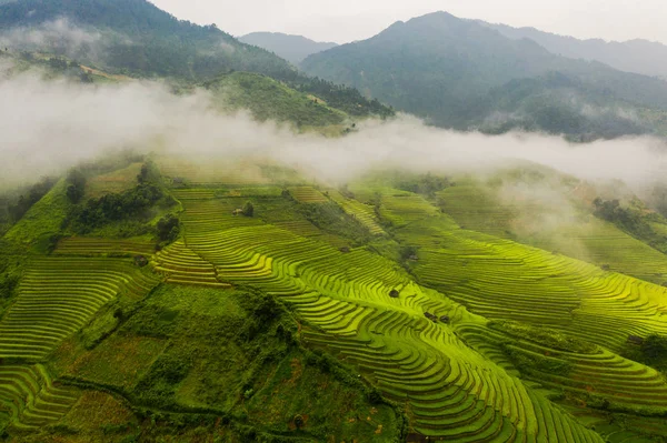 Aerial top view of paddy rice terraces, green agricultural field Stock ...