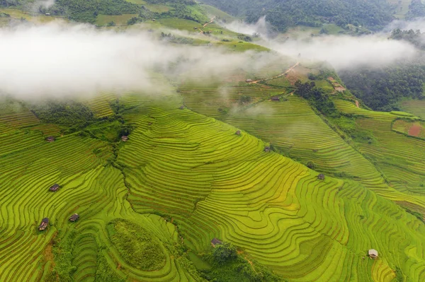 Aerial top view of paddy rice terraces, green agricultural field Stock ...