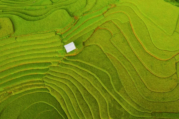 Aerial top view of paddy rice terraces, green agricultural field ...