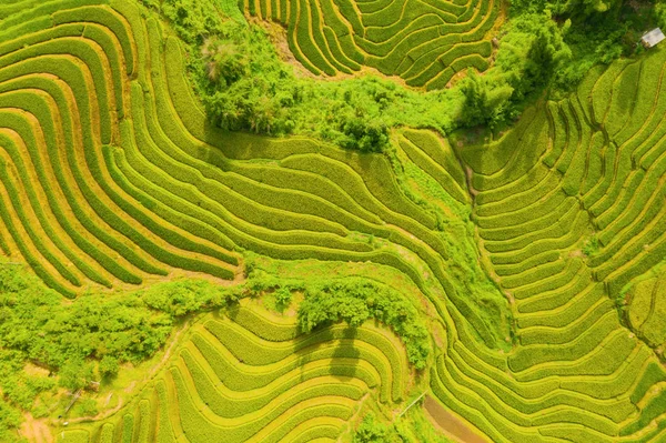Aerial top view of paddy rice terraces, green agricultural field ...