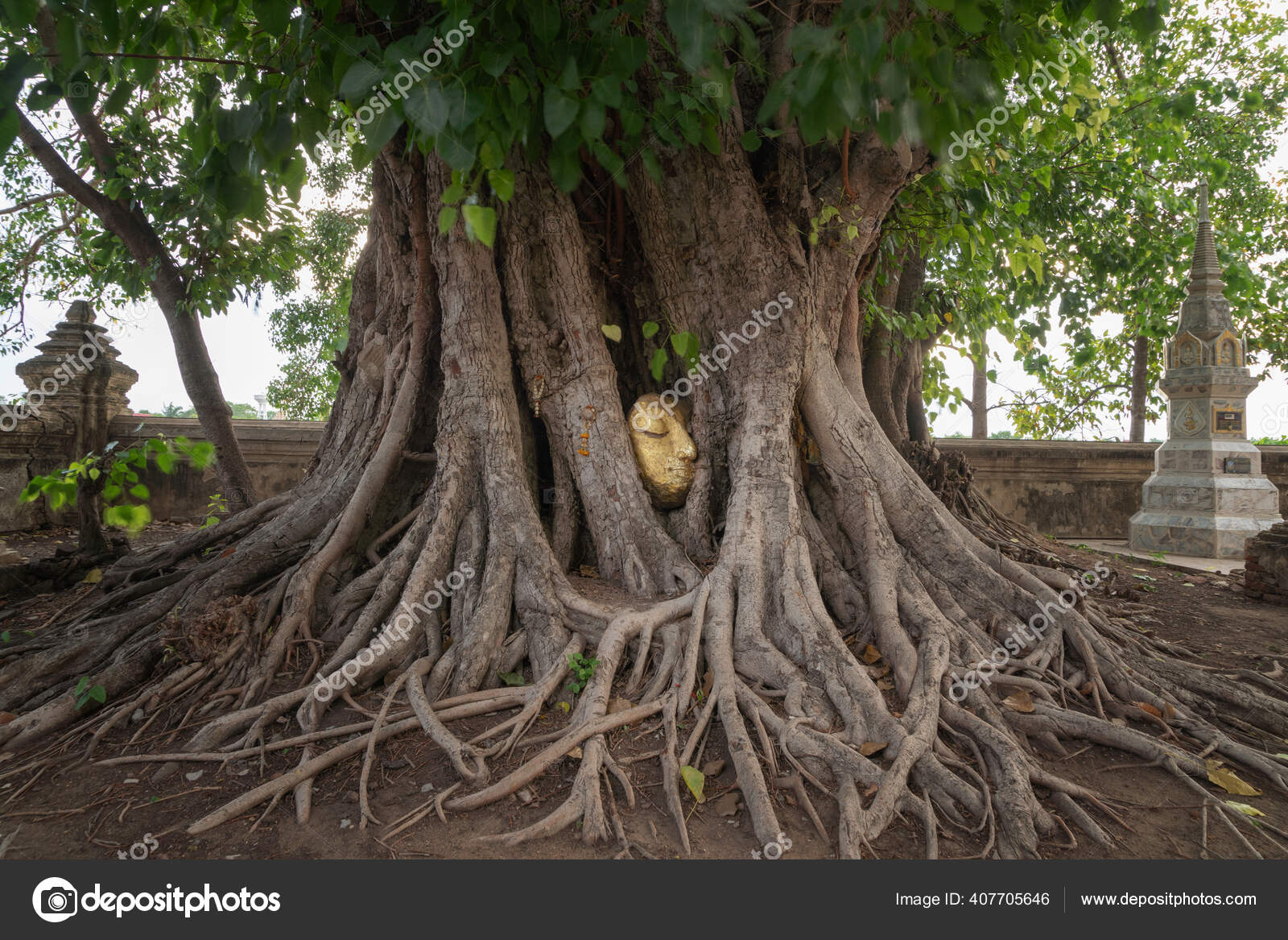 Buddha Head Face Banyan Tree's Root Wat Mahathat Wat Maha Stock Photo ...