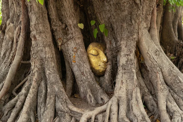 Tree buddha Stock Photos, Royalty Free Tree buddha Images | Depositphotos