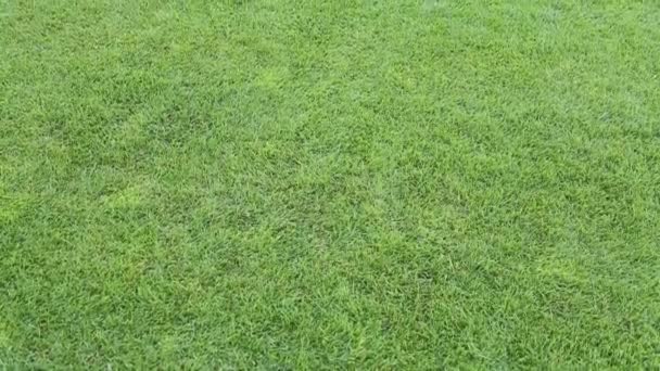 Fresh green grass shot from top view,with wind flowing, seamlessly ...