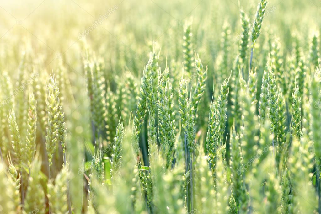 Campo de trigo verde inmaduro (campo de trigo verde) - campo de trigo verde iluminado por la luz ...