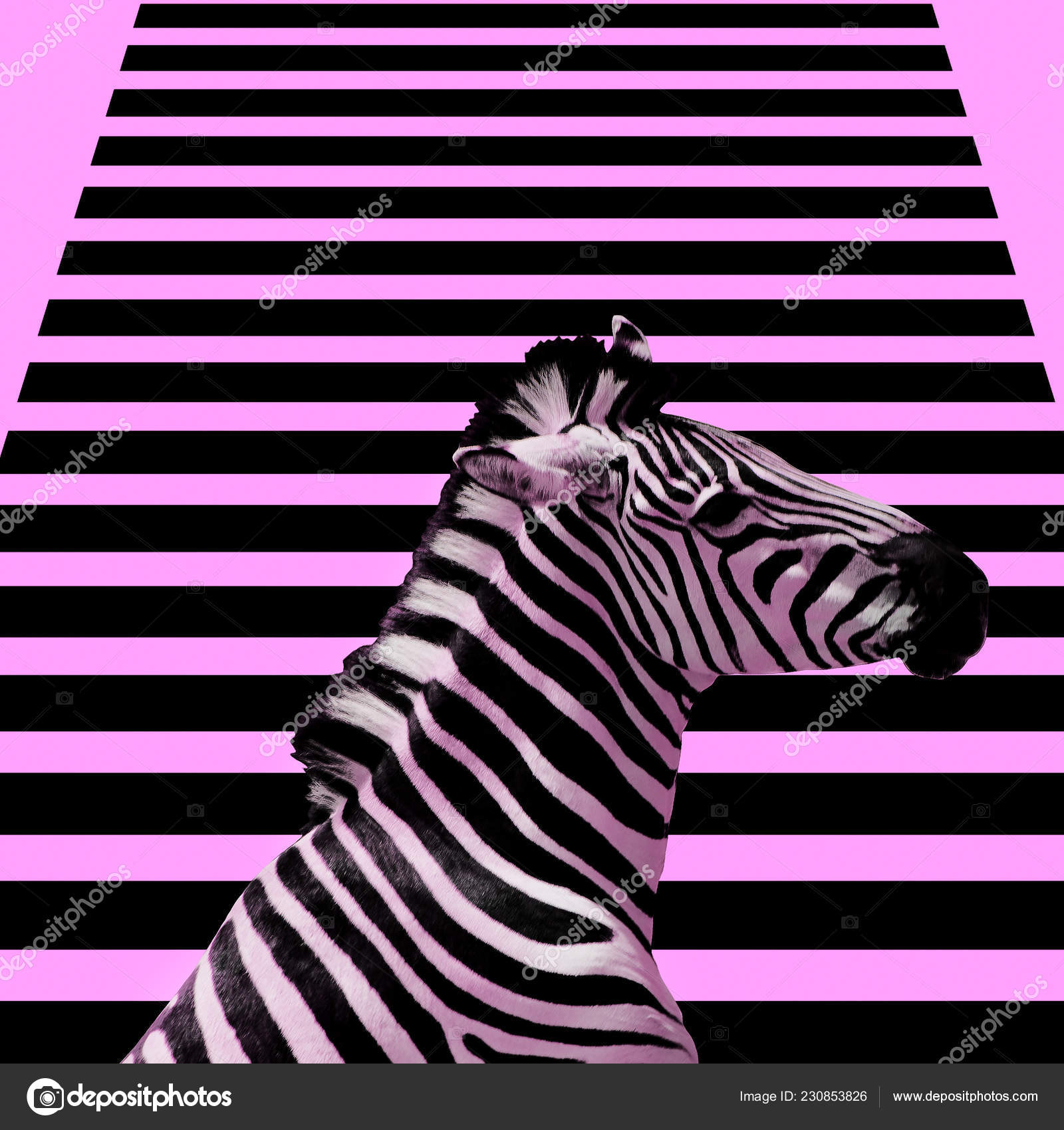 Minimal Contemporary Collage Art Zebra Zebra Background Stock Photo by ...