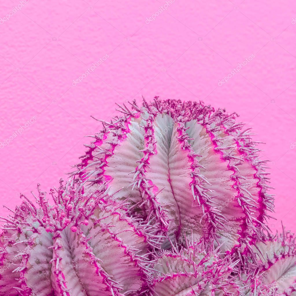 Cactus rosa en la pared rosa. Las plantas sobre el concepto rosado de ...