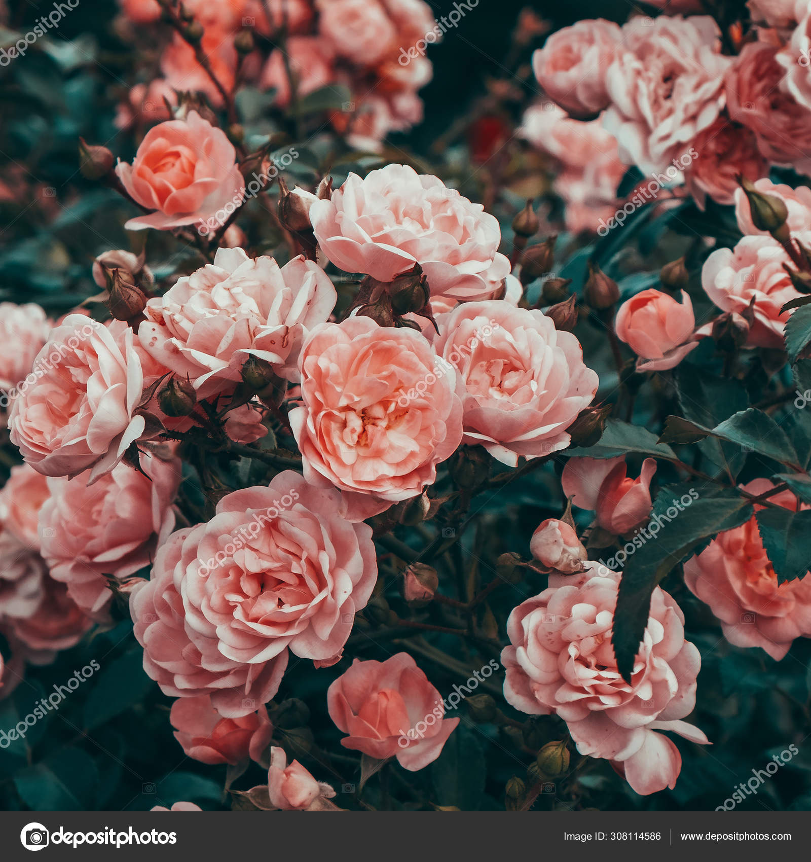 Pink Bloom Roses background. Vintage design. Plant lover ⬇ Stock Photo ...