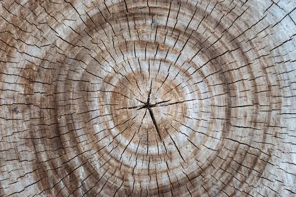 Grunge old withered wooden texture with tree growth rings and cracks ...