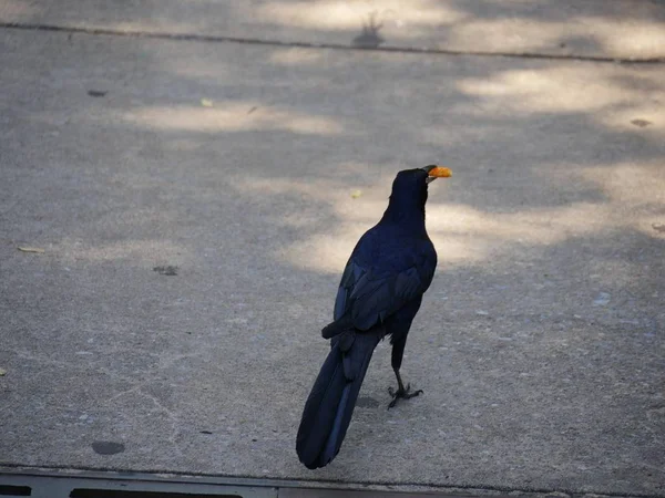 Baltimore ravens Stock Photos, Royalty Free Baltimore ravens Images ...