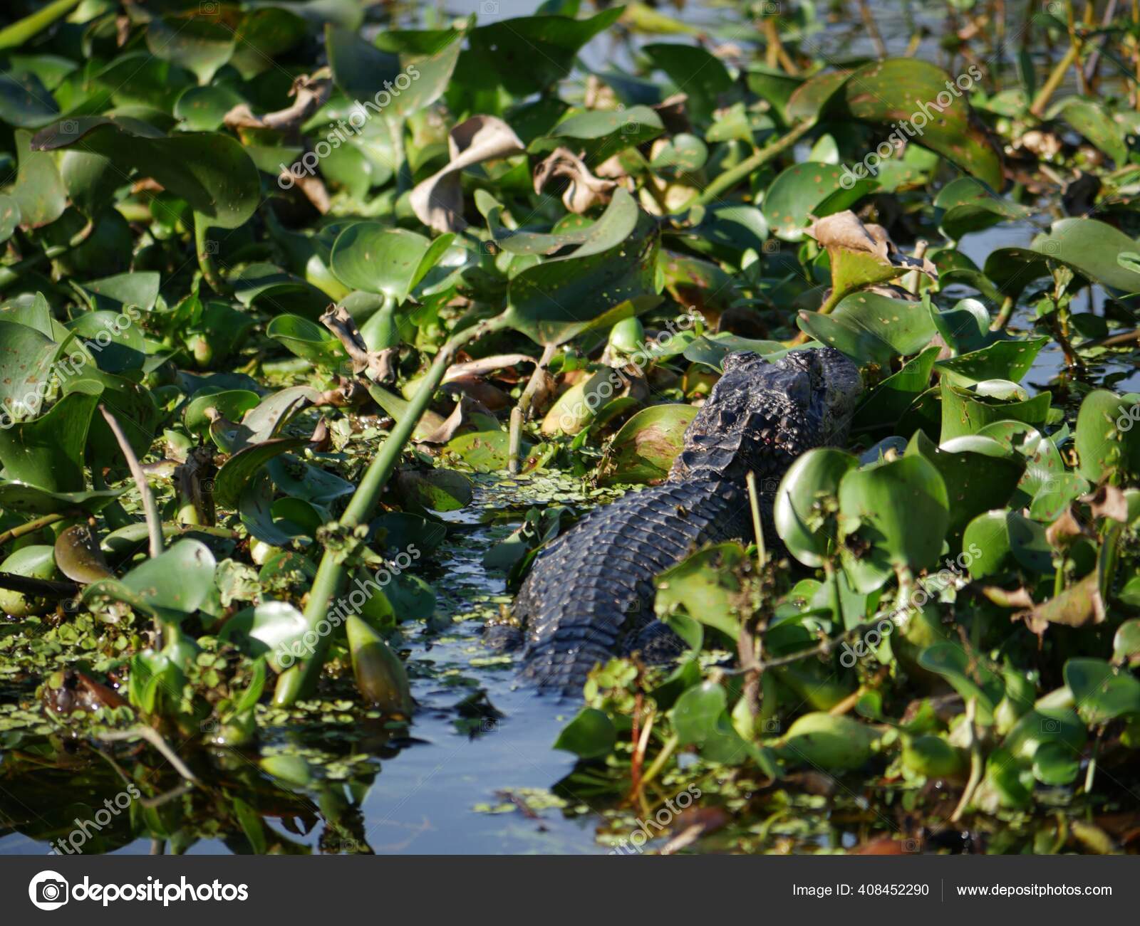 Half Underwater Swamp